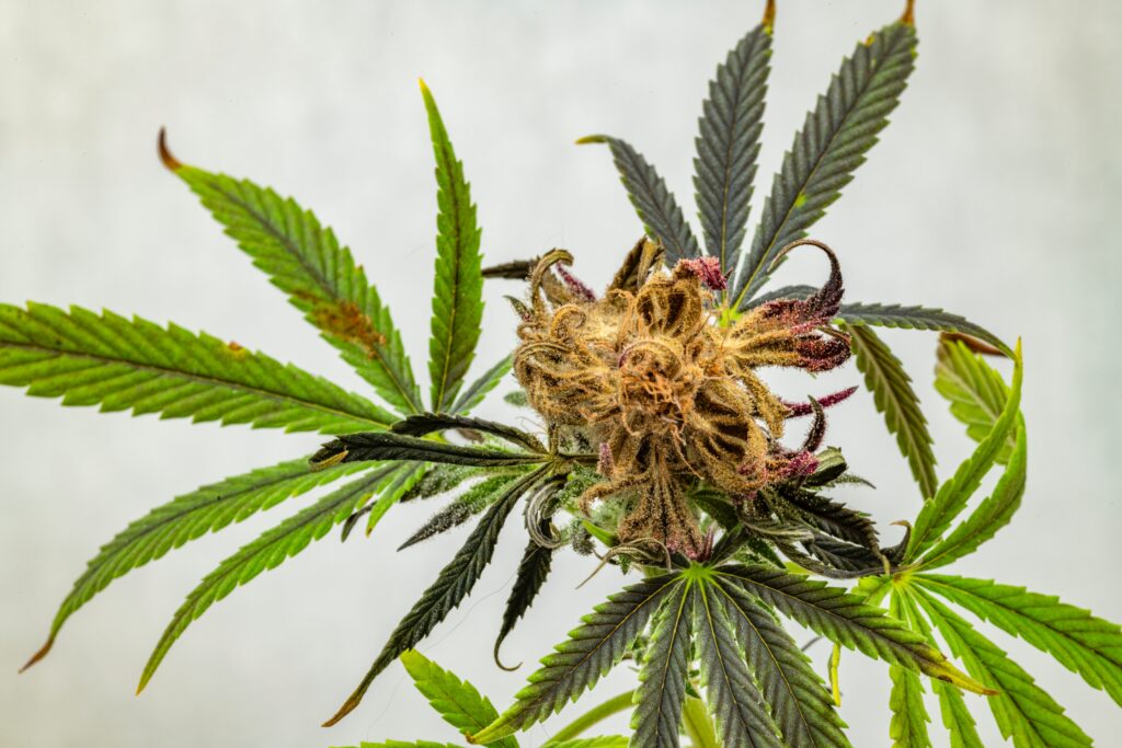 Cannabis Mold on Buds, Plants & Safety Risks for Consumers | Ziel
